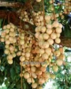 Anim Agro Technology: TEKNOLOGI TANAMAN RAMBAI