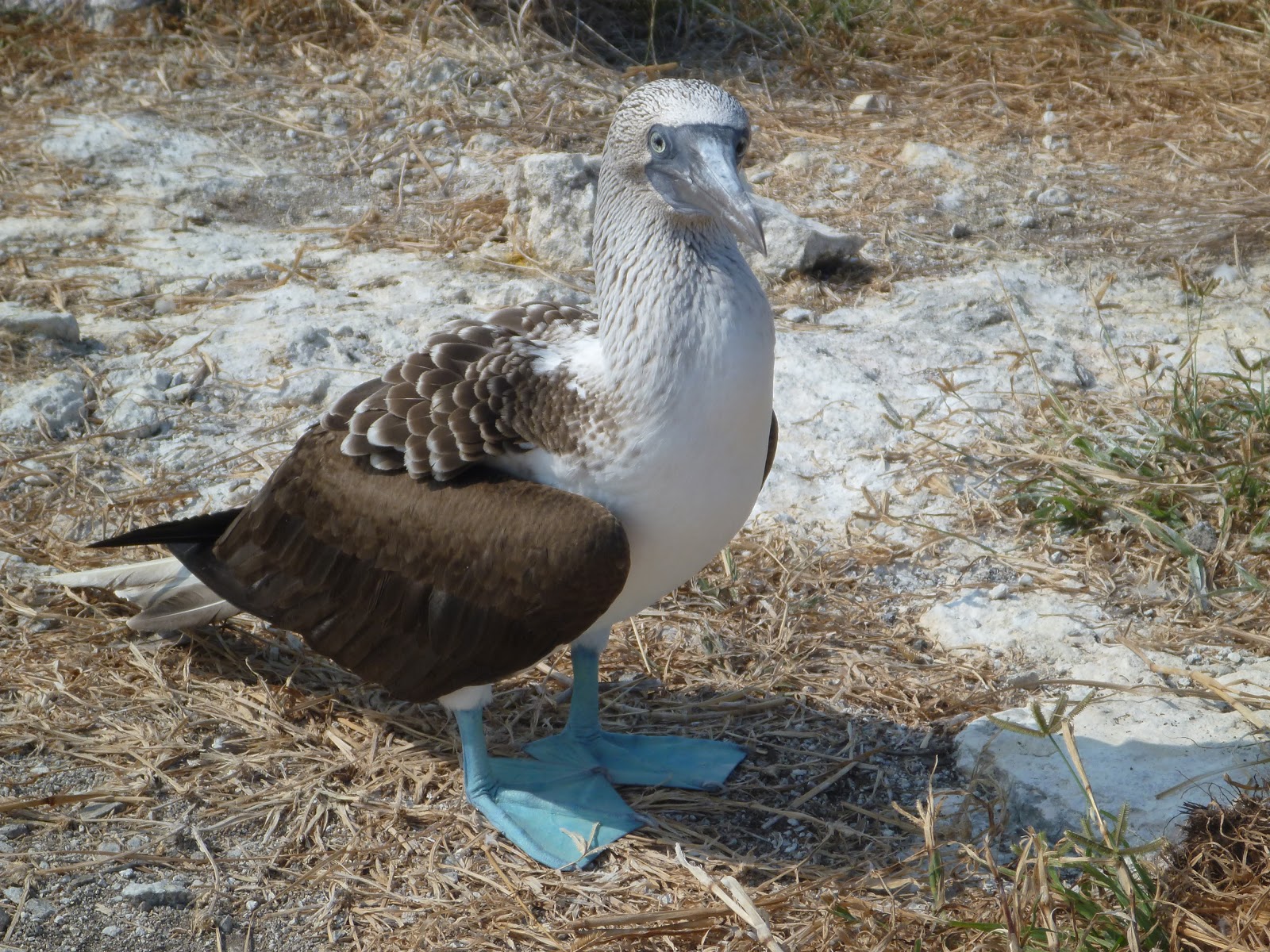 shindigsailing: Isla Isabel