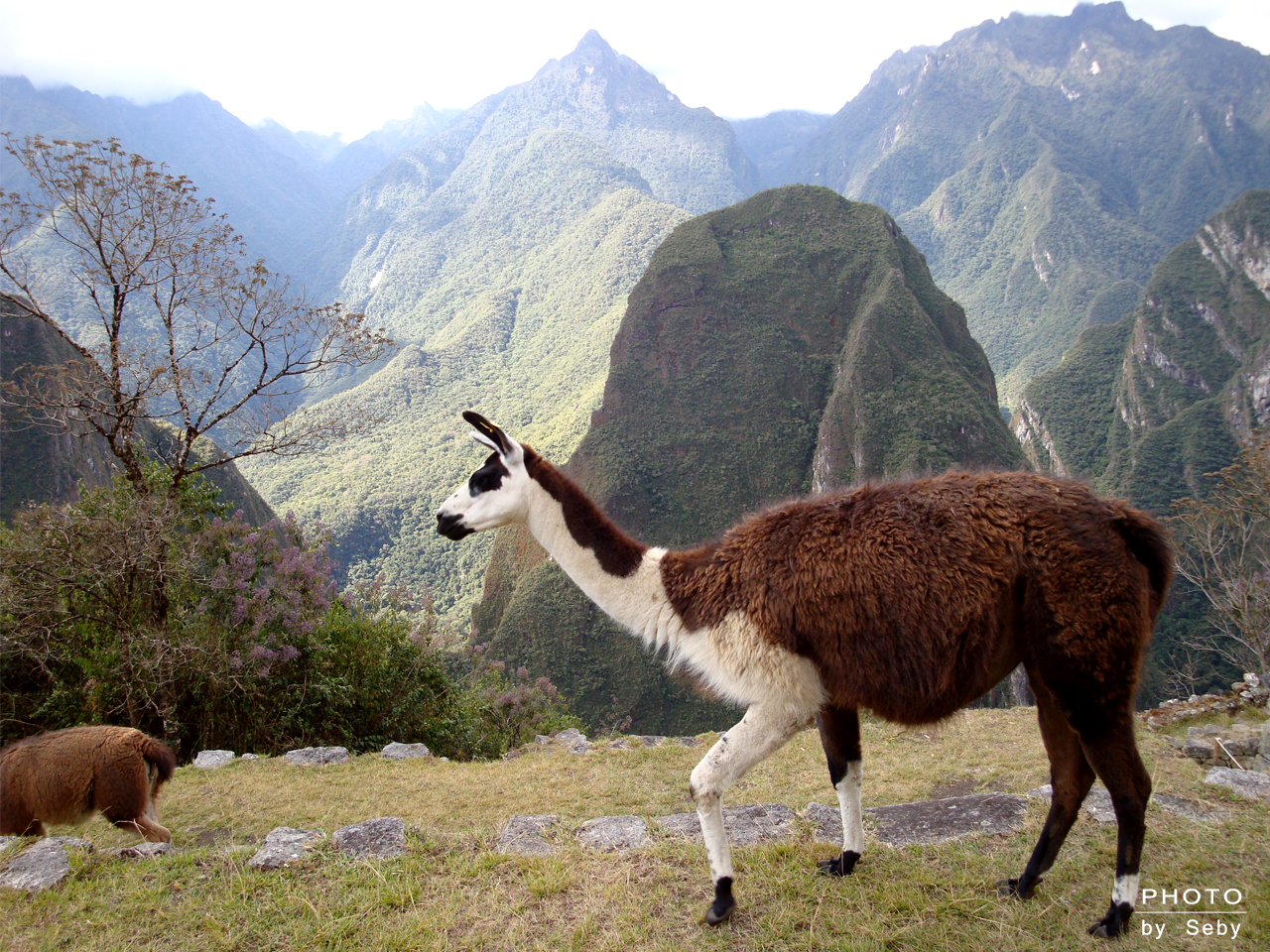 IMAGENES ETHEL: IMAGEN DE LA FLORA Y FAUNA DE LA SIERRA PERUANA