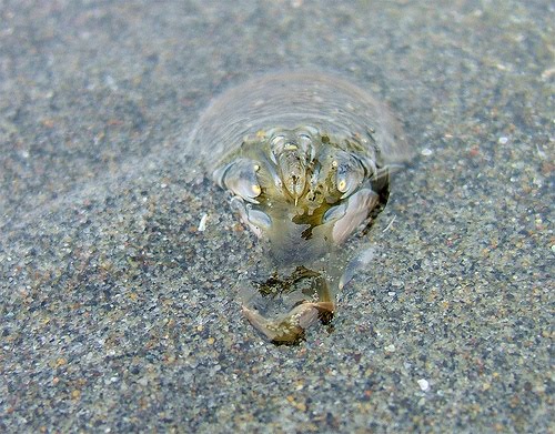 Natural Treasure: Pacific Mole Crab