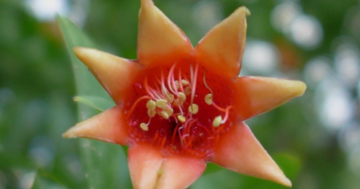 Entretenimientos: El nacimiento de una estrella III