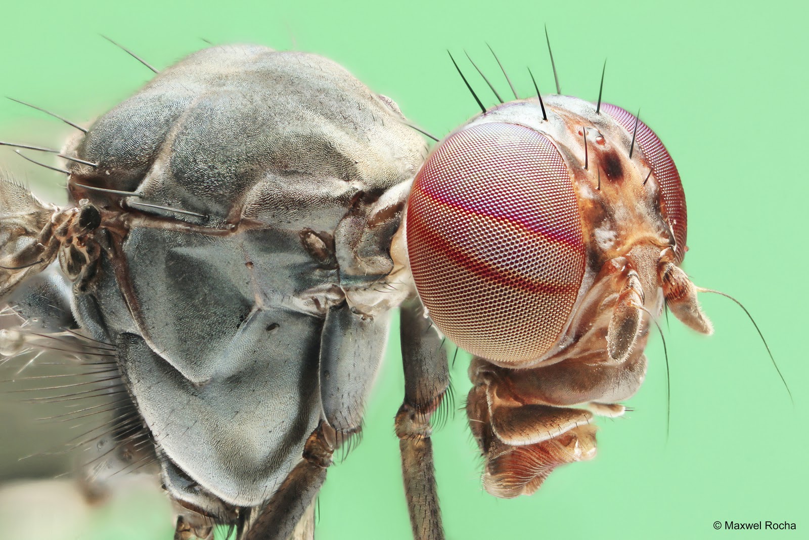 Macrofotografia por Maxwel Rocha: Moscas (Dípteras)