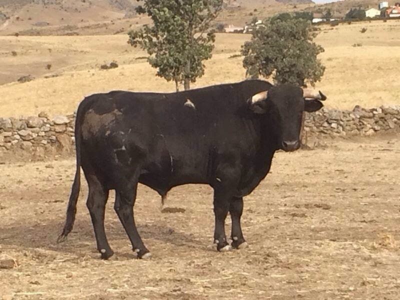 FIESTAS SEPTIEMBRE 2014 SAN AGUSTÍN DE GUADALIX (MADRID) ~ FECARTOROS