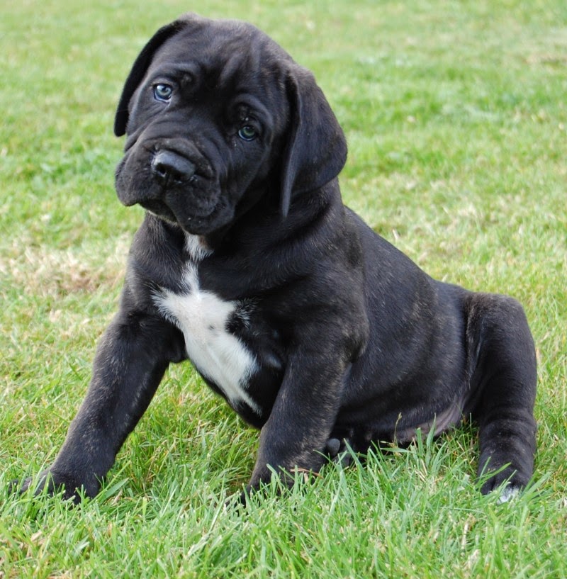 Κανέ Κόρσο (Cane Corso) | Ένας σκύλος για σένα