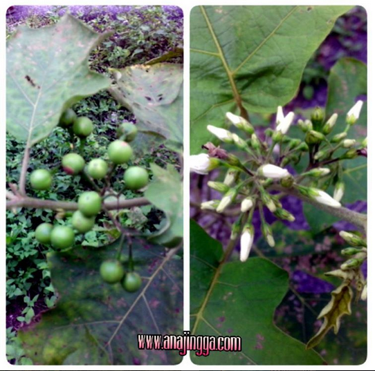 13+ Gambar Bunga Terung Pipit - Gambar Bunga Indah