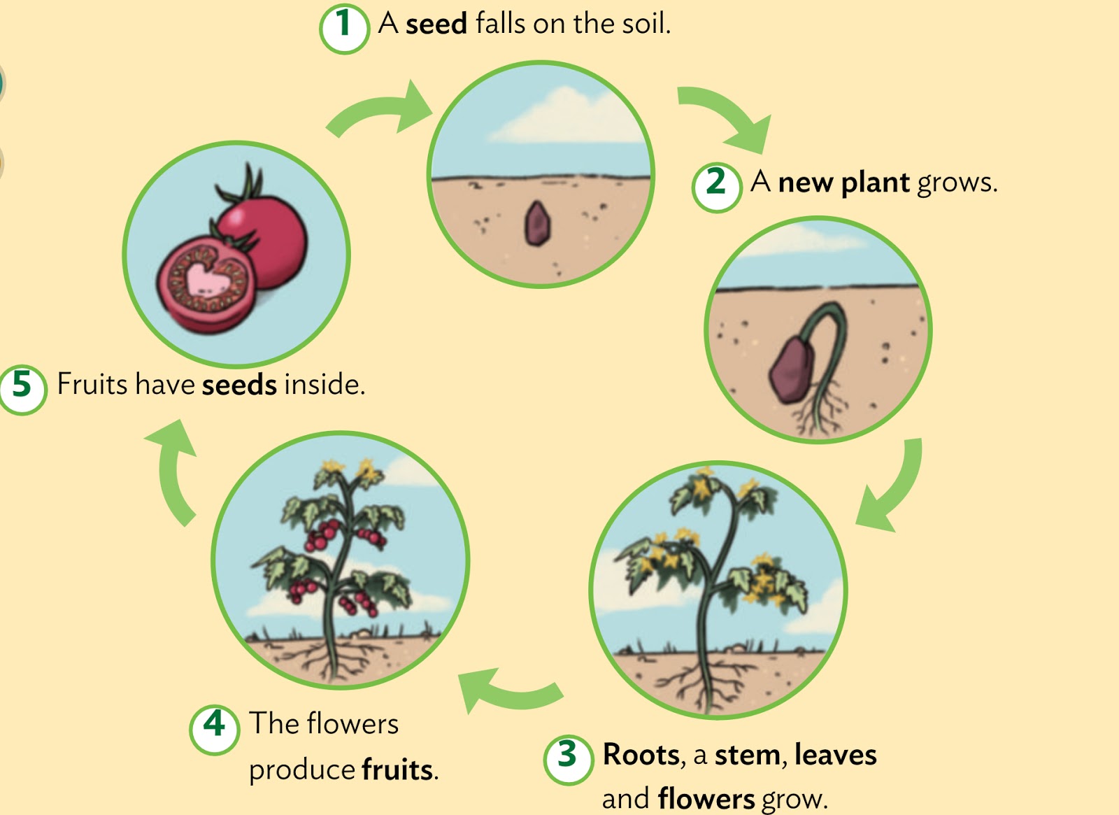 Plants: Life cycle of a plant. Pincha en el enlace que hay debajo del ...