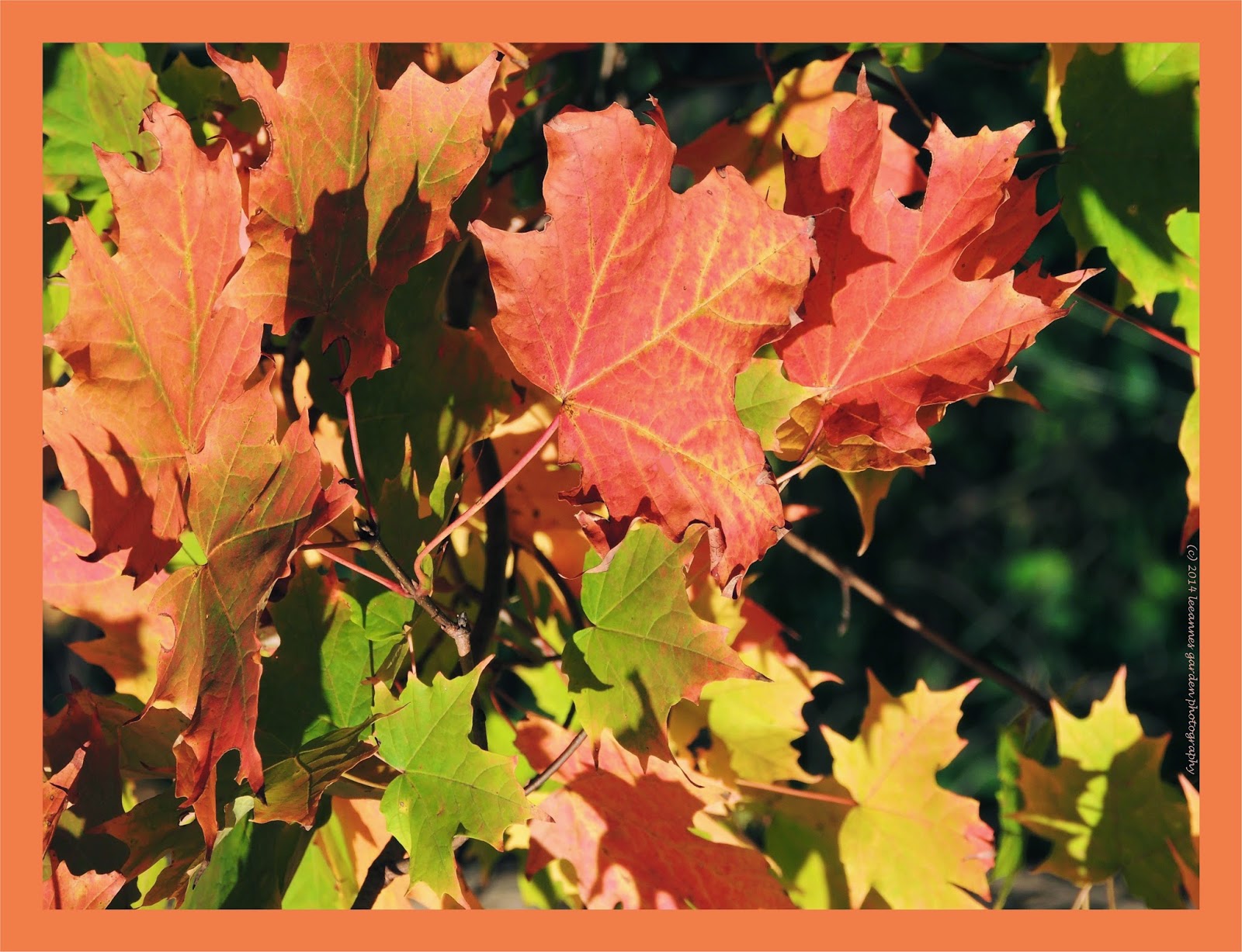 leeannes garden: Autumn Maple Leaves