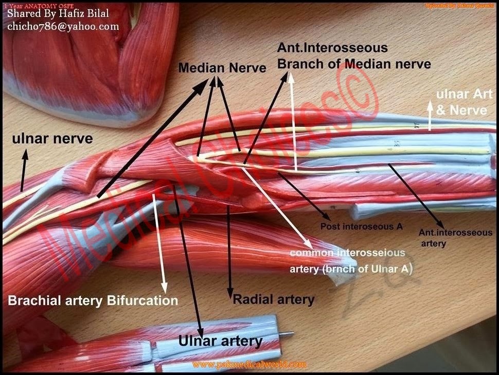 Anatomy Models For OSPE | MEDICAL CHOICES