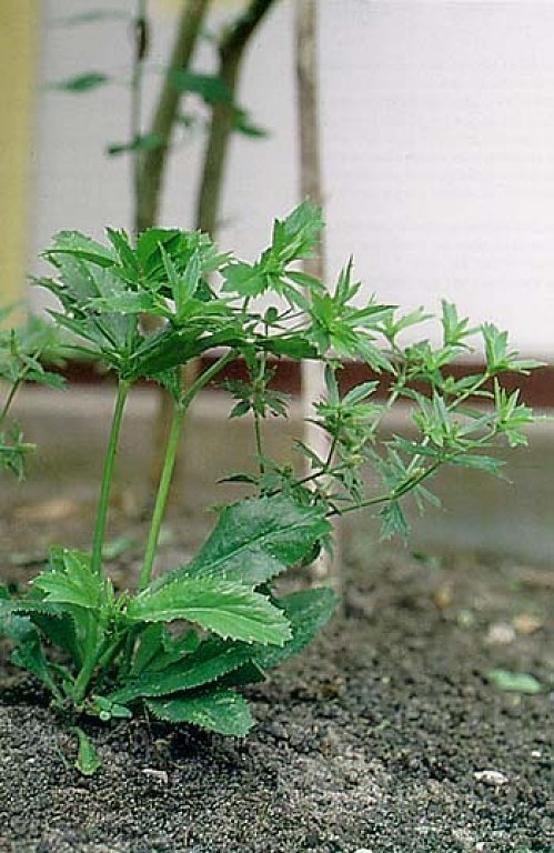 AgroNegocios: El Culantro Coyote,Cilantro Ancho (Eryngium Foetidum)