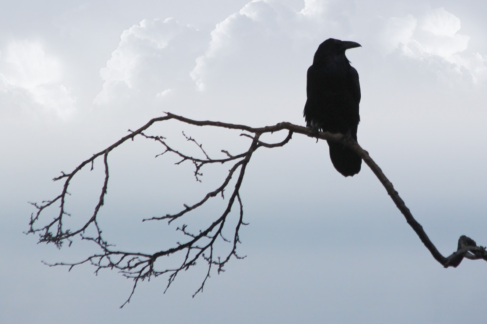 The Odd Sock: Today's walk report: 101318