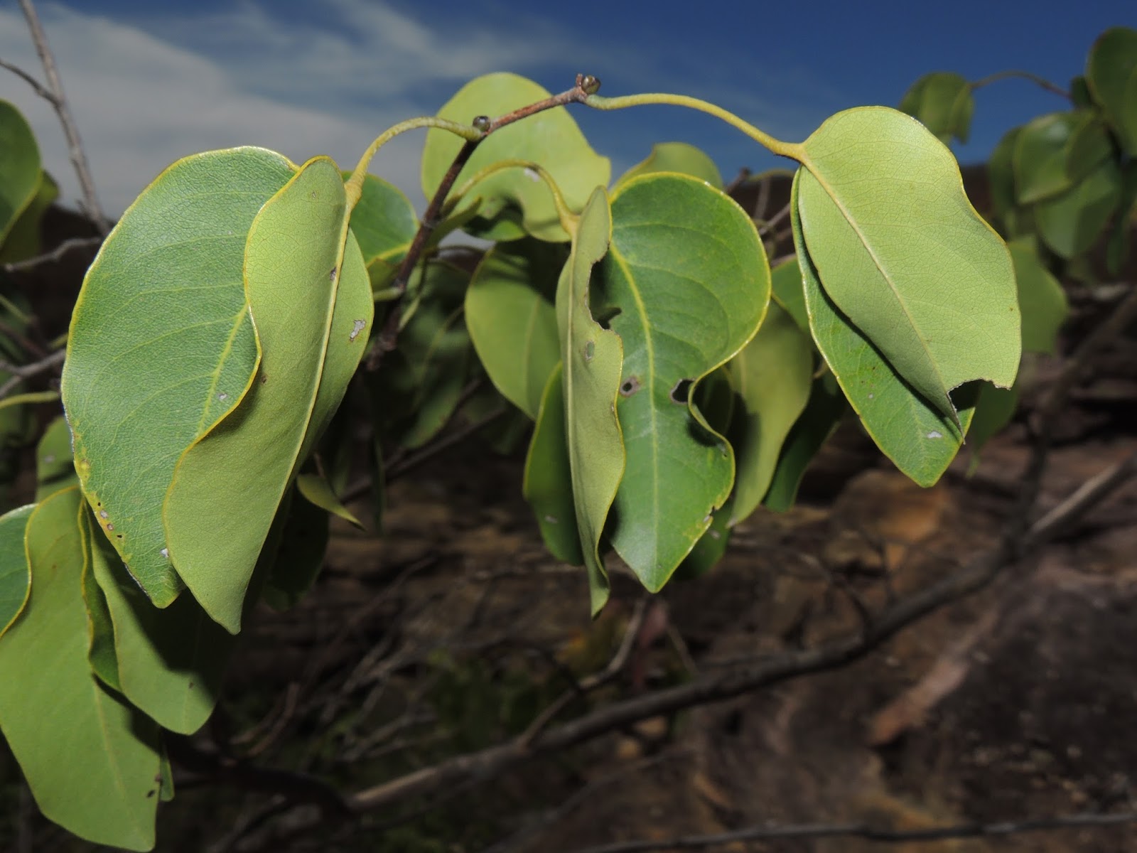 Fabaceae - Leguminosae no Brasil: Peltogyne