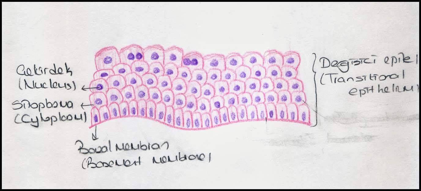 Lining Epithelium