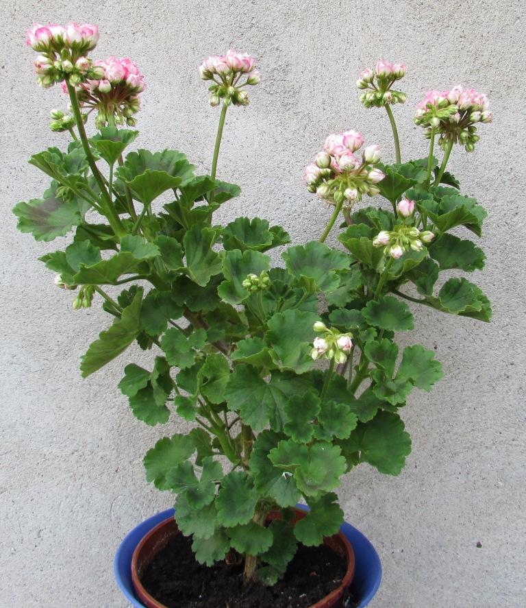 Pelargonium: Denise