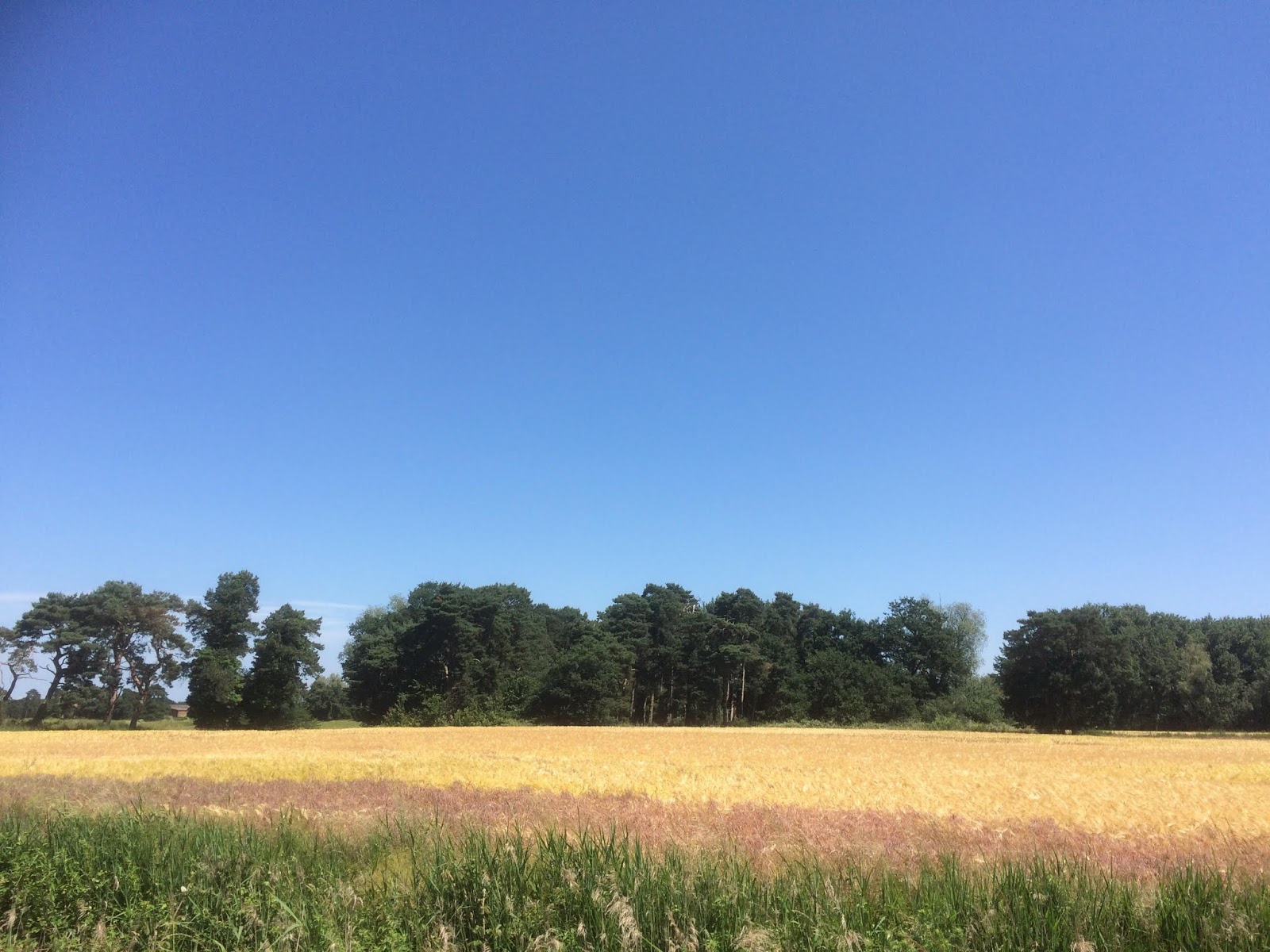 Notes from a Suffolk Smallholding: Arable crops in June