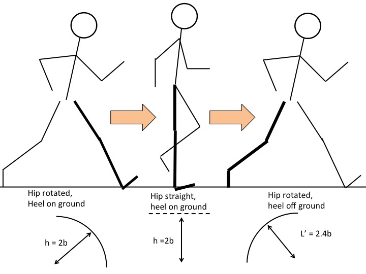 running commentary?: Racewalking: The hidden flight path