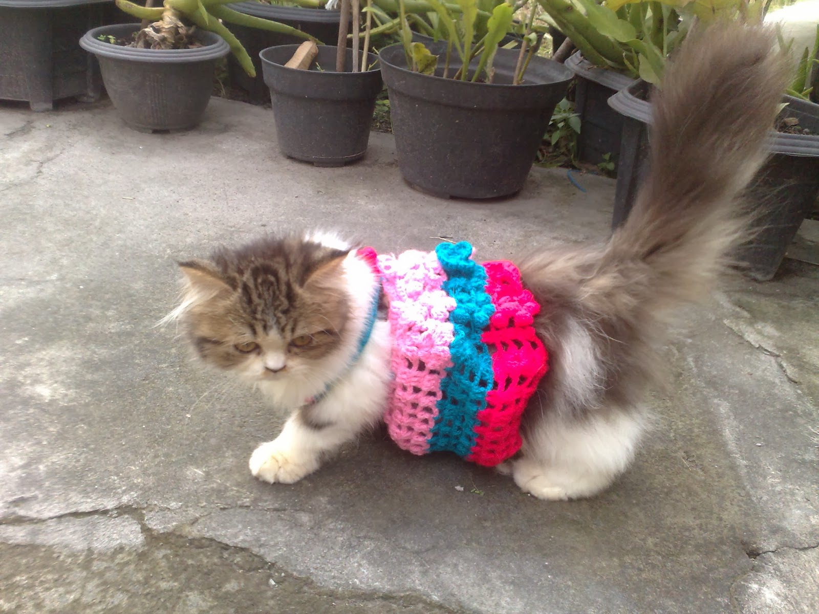 Gambar Kucing Pakai Baju Comel