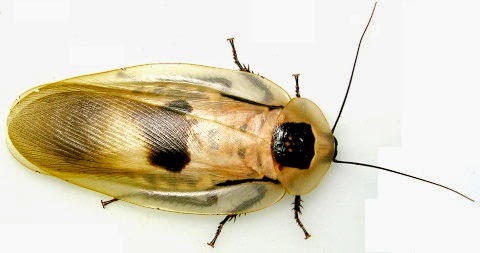 Kecoa Terbesar di Dunia - IPS