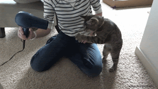 Here's 24 Cute Funny Excited Cats Having Fun and Going Crazy - Purrfect ...