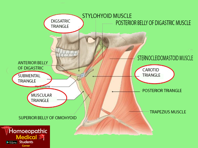 ANATOMY: ANTERIOR TRIANGLE OF NECK