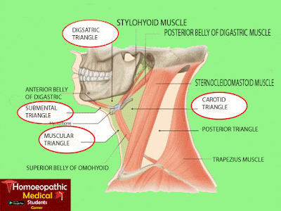 ANATOMY: ANTERIOR TRIANGLE OF NECK