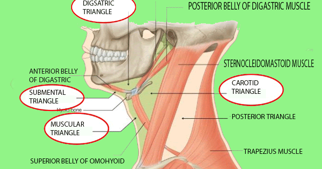Anterior Triangle Of The Neck Subdivisions Teachmeanatomy