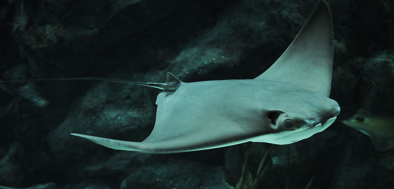Real Monstrosities: Cownose Ray