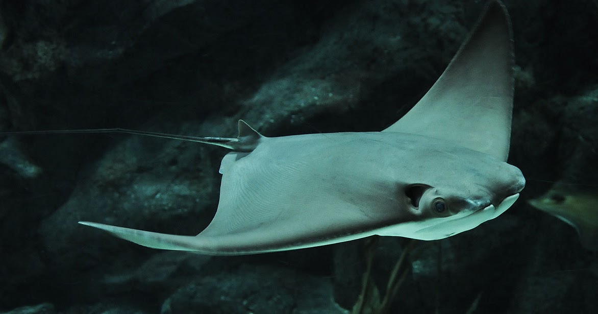 Real Monstrosities: Cownose Ray