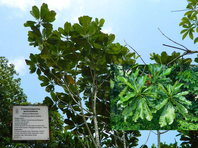 Mengenali Tumbuhan Hutan Tropika di Taman Rimba Alam, Putrajaya |MyRokan