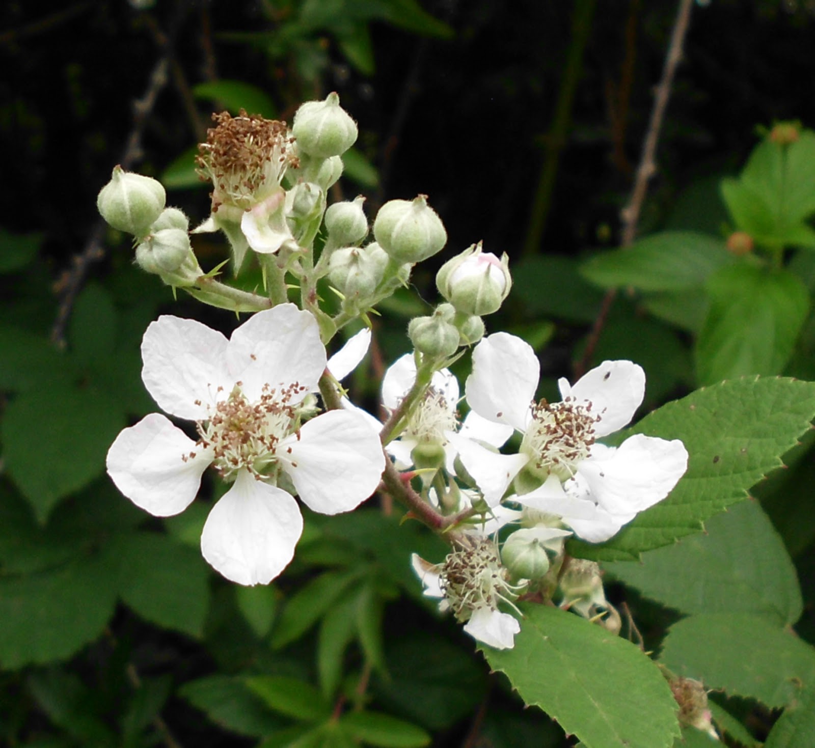 DIÁRIO COM A NATUREZA: 30 DE JUNHO - AMOREIRA - AMORA - FRUTA - FLOR ...