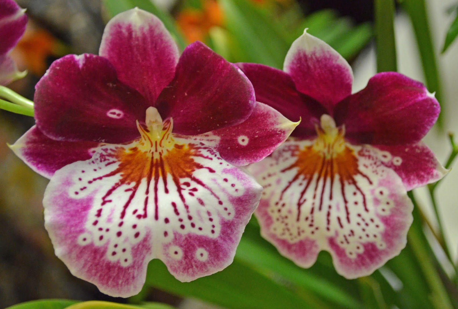 Miltoniopsis Breathless care and culture | Travaldo's blog