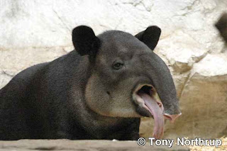 Funny Pics: Funny Tapir Pics
