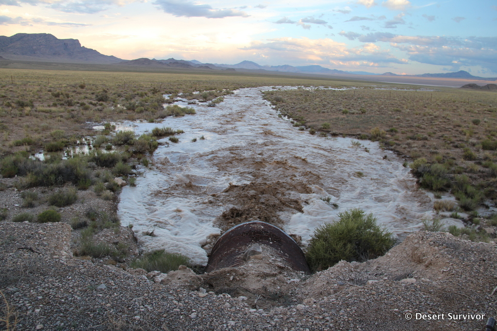 Desert Survivor: Flash Flood on the Highway