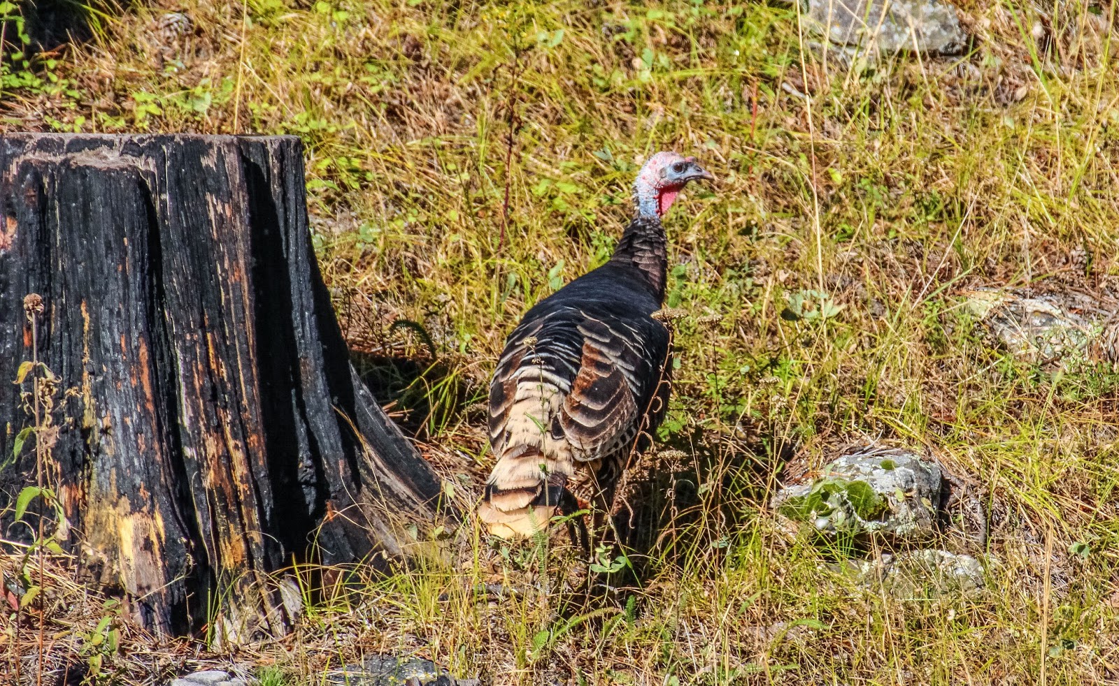 Cannundrums: Merriam's Wild Turkey