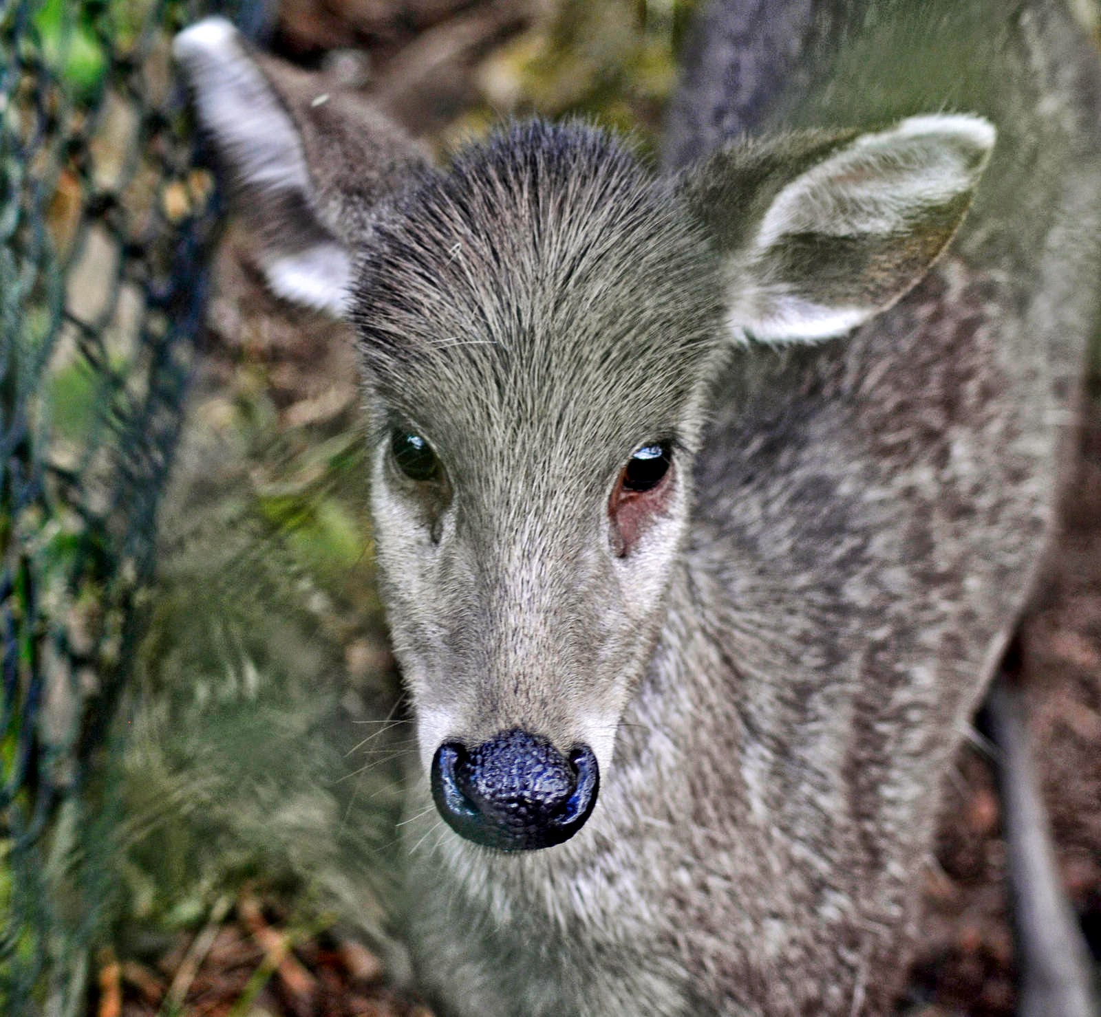 TUFTED DEER photos - wallpapers (ανανεωμένο) | the fun bank