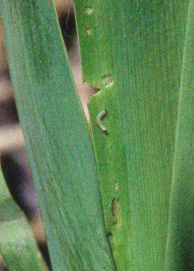 World of Irises: Borers, Bees and Insecticides