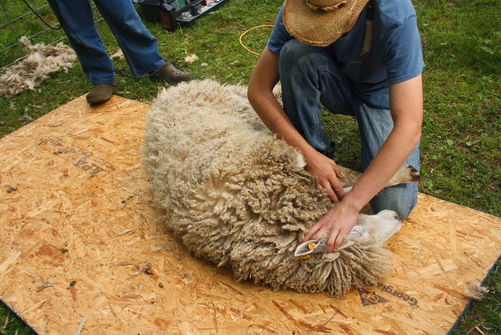 My Barefoot Farm: Sheep Shearing Fun