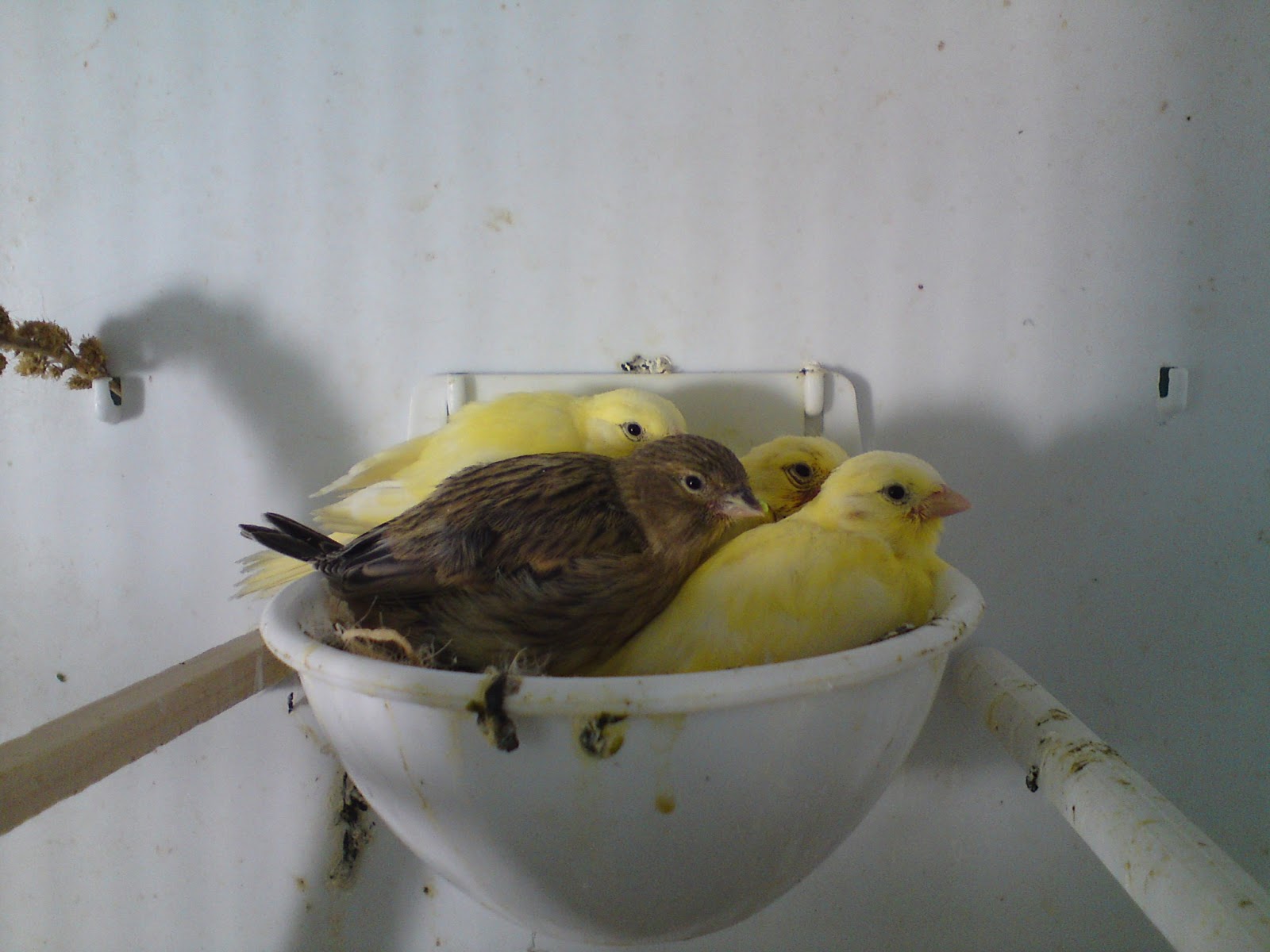 a scotch fancy canary blog