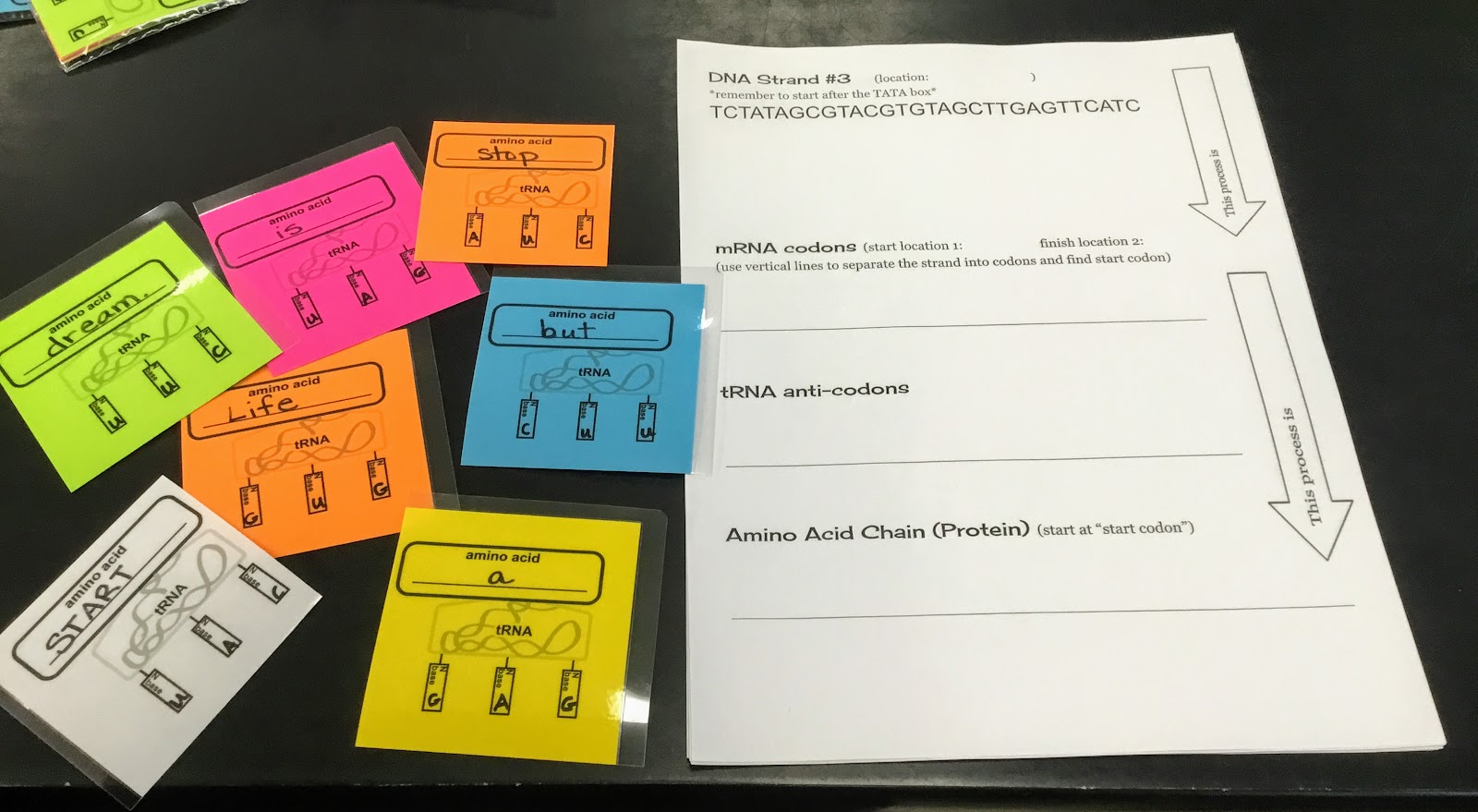 Biology by the Math Mom: Revising Transcription and Translation for AP ...