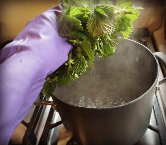 Marblemount Homestead: How to make nettle pesto, and why everyone ...