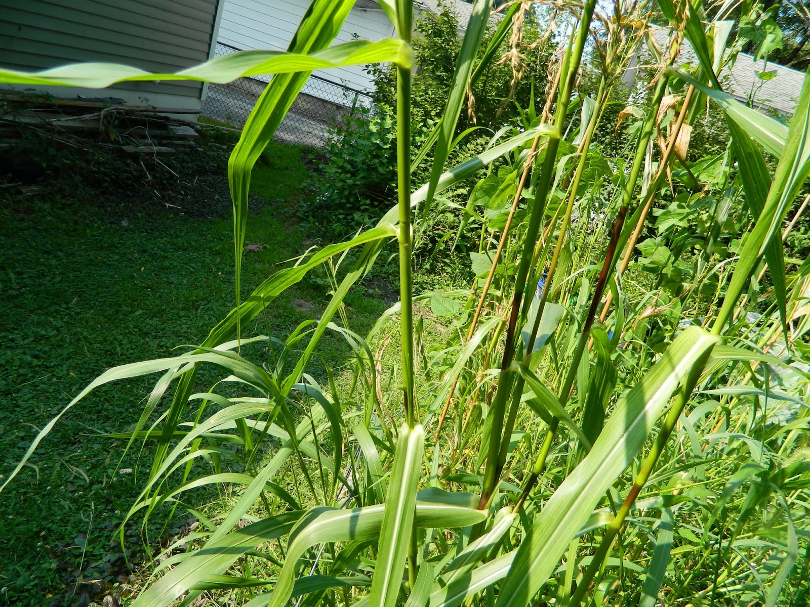 The Perennial Agriculturalist: zea mexicana