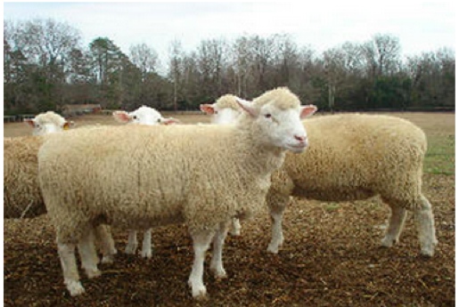 Thirteen Sheep Breeds Popular in the United States | Big Picture ...
