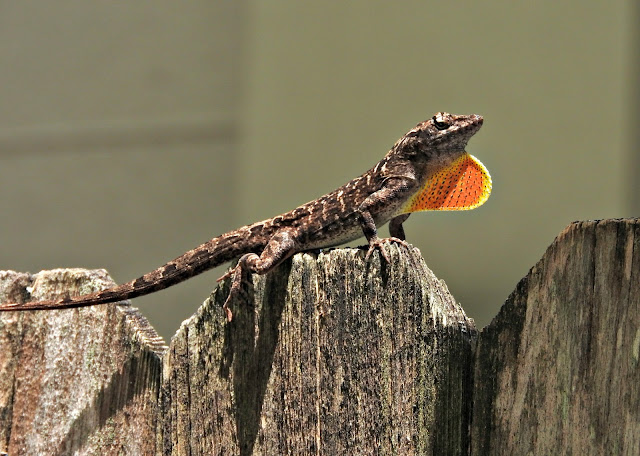 MadSnapper: Lizard Sign Language