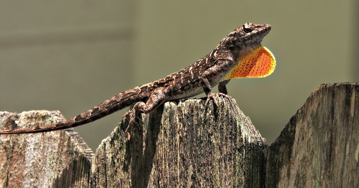 MadSnapper: Lizard Sign Language