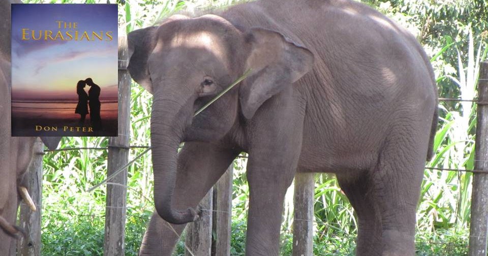 TRAVEL AND LEISURE IN BORNEO: PYGMY: The Exotic Elephant from Borneo