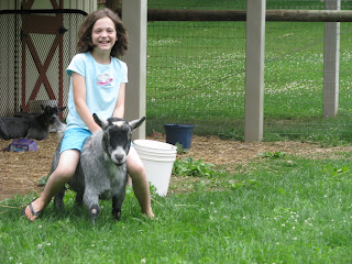 Blackberry Forest Farm: Goat Riding