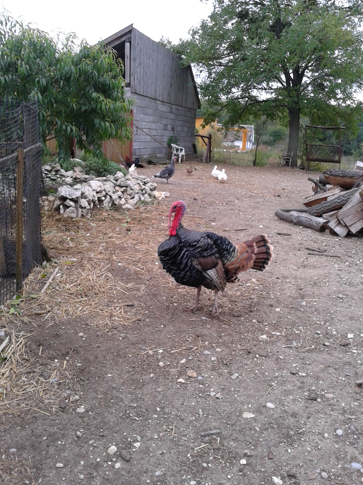 Márton-napi libaságok....