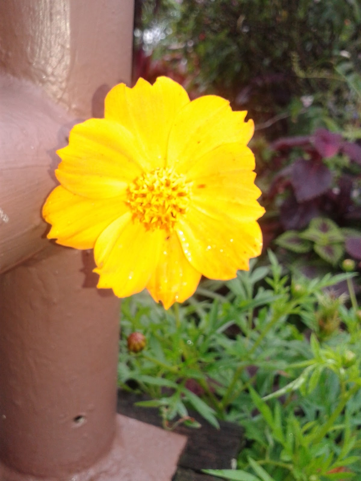 ENJOY'S OUR LIFE: BUNGA BUNGA DI KUNDASANG SABAH