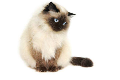 Tips dan Cara Melatih Kucing Siam, Pecinta Kucing Wajib Tahu | Blog ...