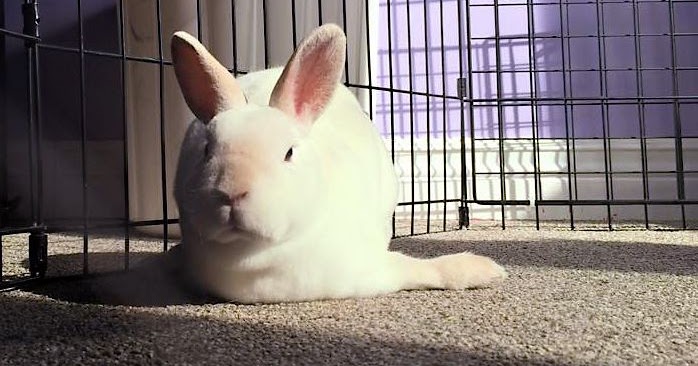 Disapproving Bun: The Disapprovers - Squall Line