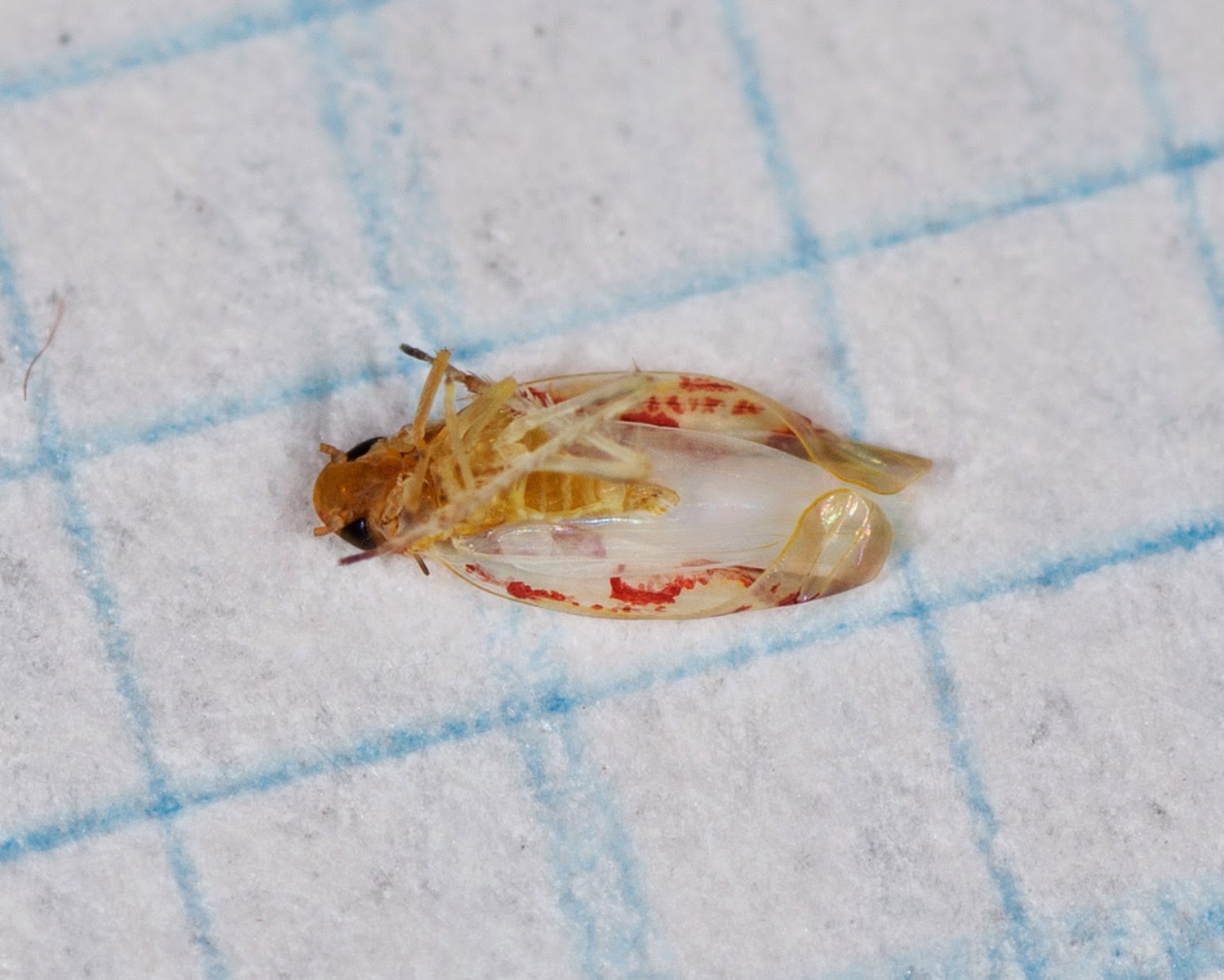 East Glamorgan Wildlife: unidentified dead bugs